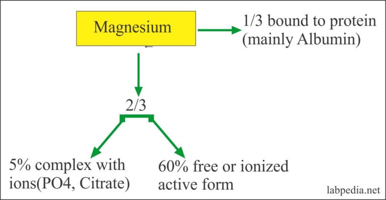 Magnesium level (Mg) - Labpedia.net