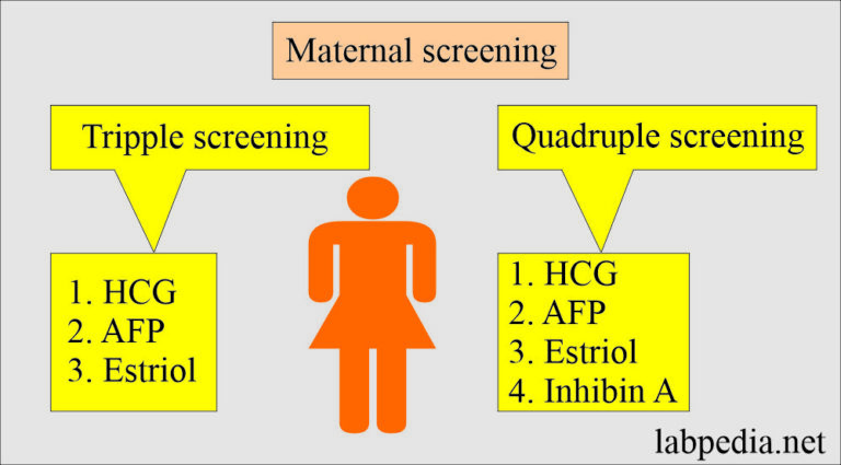 Maternal Screening:- Part 1 - Maternal Triple or Quadruple screening for Genetic abnormality ...