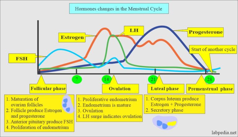 Estrogens = Estrone E1, Estradiol E2, Estriol E3 - Labpedia.net