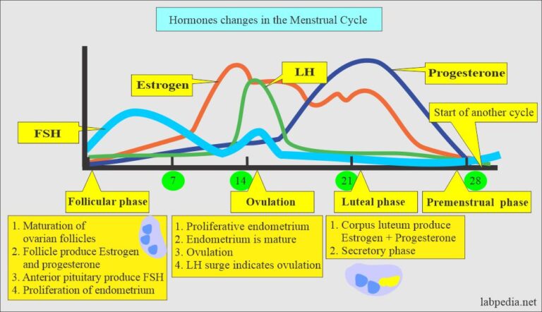 Follicle-Stimulating Hormone (FSH), Follitropin - Labpedia.net