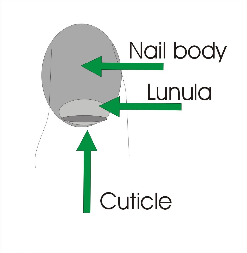Nails Part - Labpedia.net