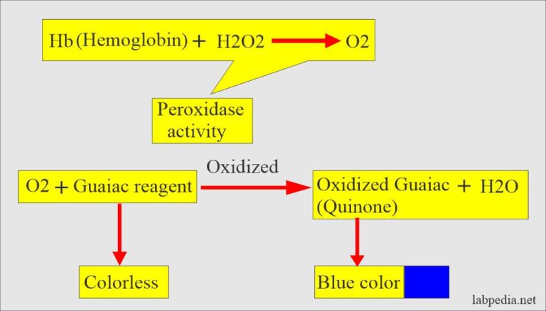 Stool examination:- Part 4 - Stool for Occult Blood, OB - Labpedia.net