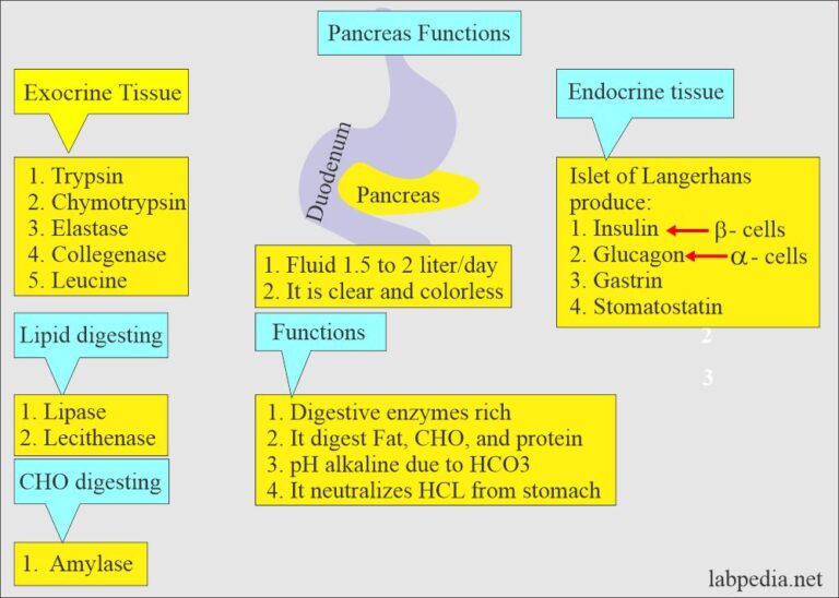 Pancreatic Functions and Acute pancreatitis - Labpedia.net