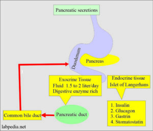 Pancreatic Functions and Acute pancreatitis - Labpedia.net
