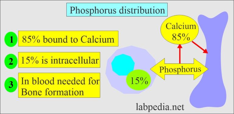 Phosphorus (P), Inorganic Phosphate (PO4), Inorganic Phosphorus ...