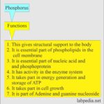 Phosphorus (P), Inorganic Phosphate (PO4), Inorganic Phosphorus ...