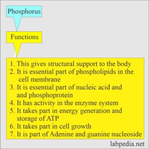 Phosphorus (P), Inorganic Phosphate (PO4), Inorganic Phosphorus ...