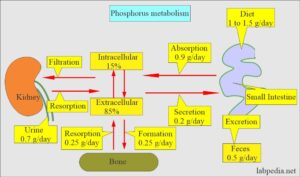Phosphorus (P), Inorganic Phosphate (PO4), Inorganic Phosphorus ...