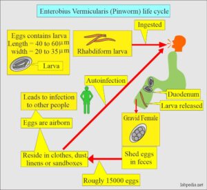 Parasitology - Labpedia.net