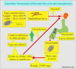 Enterobius Vermicularis (Pinworms), Diagnosis and Treatment