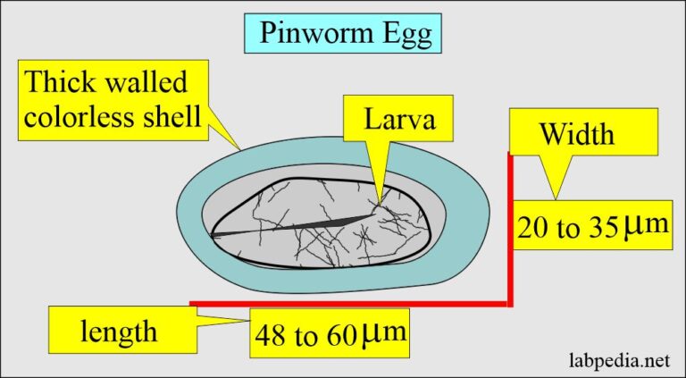 Enterobius Vermicularis (Pinworms), Diagnosis and Treatment