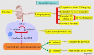 Estrogens = Estrone E1, Estradiol E2, Estriol E3 - Labpedia.net