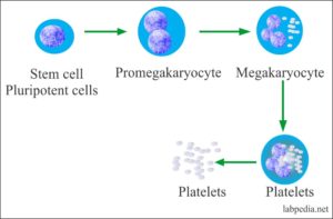 Hematology - Labpedia.net