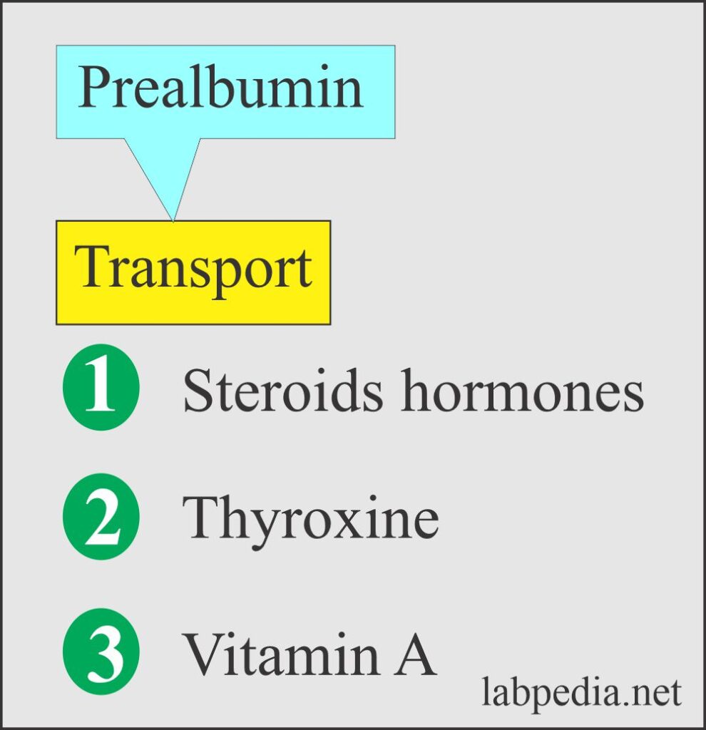 Prealbumin (PAB) - Labpedia.net