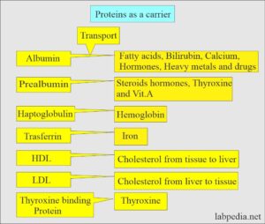 Serum Proteins (Total Serum Proteins) - Labpedia.net