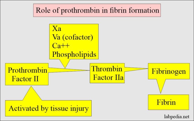 blood coagulation factors and interpretations