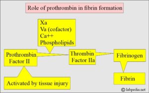 Blood coagulation factors and interpretations