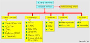 Renal Functions:- Part 1 - Renal Functions Tests - Labpedia.net