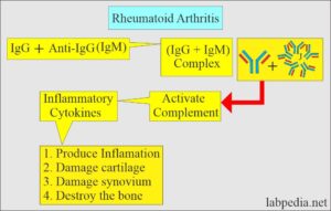 Rheumatoid Factor (RF), Rheumatoid Arthritis (RA factor) - Labpedia.net