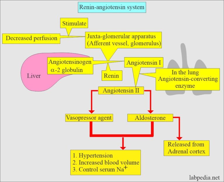 Plasma Renin assay, Plasma Renin Activity, Angiotensin - Labpedia.net