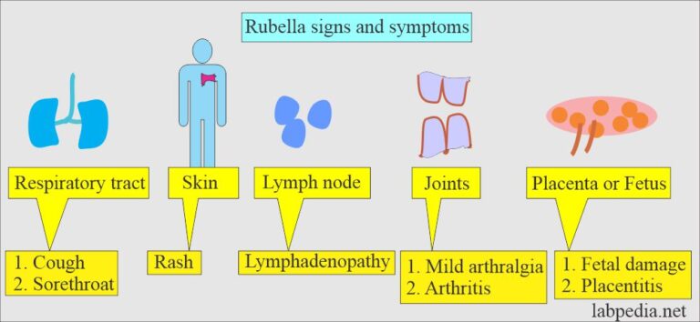 TORCH Profile:- Part 1 - Rubella virus (German Measles) - Labpedia.net