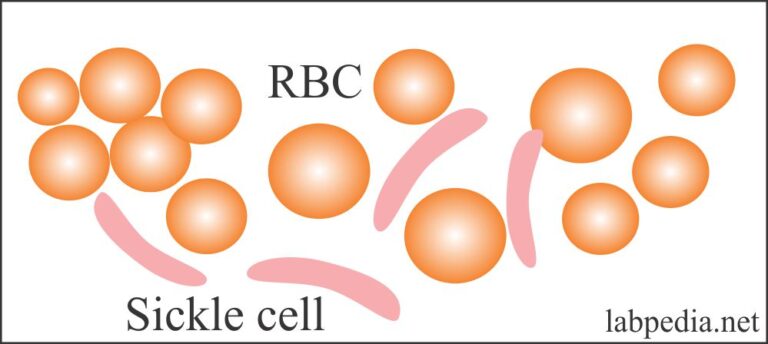 complete blood count, red blood cell morphology