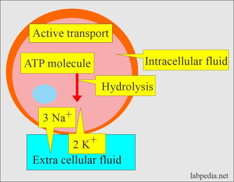 Sodium (Na+), Blood and Serum
