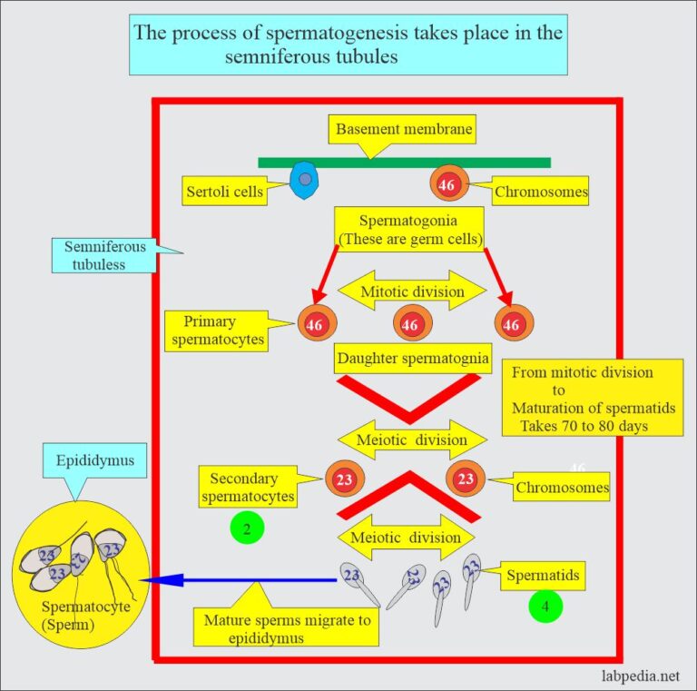 Semen:- Part 1 - Semen analysis, and Semen Counting Procedure ...