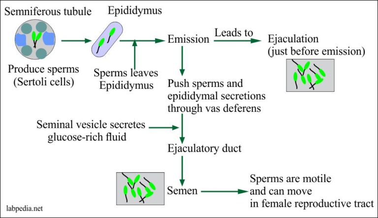 Semen Part 1 Semen Analysis Semen Examination And Semen Counting