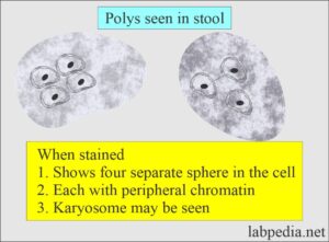 Stool Examination:- Part 1 - Stool Examination and Interpretations ...