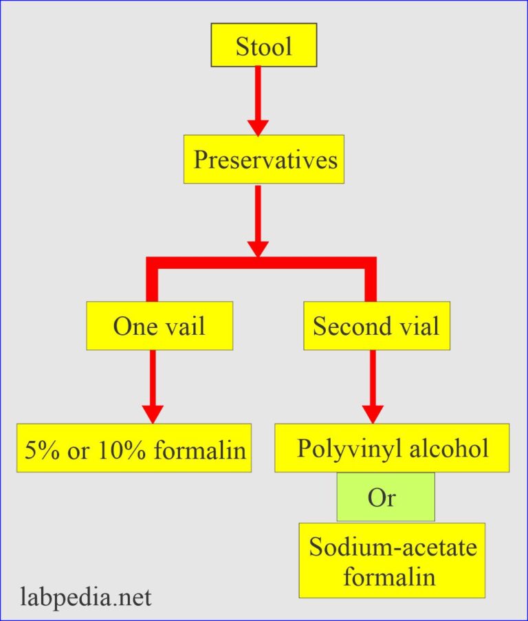 Stool Examination:- Part 2 - Stool Concentration Methods, Stains ...