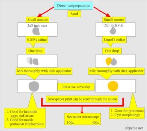 Stool Examination:- Part 2 - Stool Concentration Methods, Stains ...