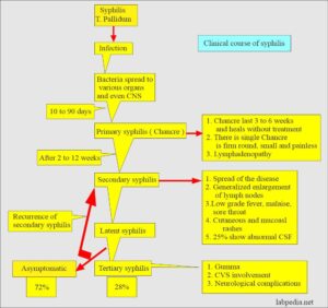 Syphilis:- Part 1- Syphilis Presentation (Treponema Pallidum ...