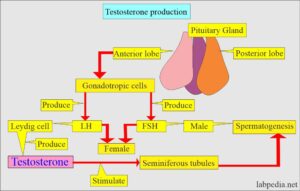 Testosterone Total and Free - Labpedia.net
