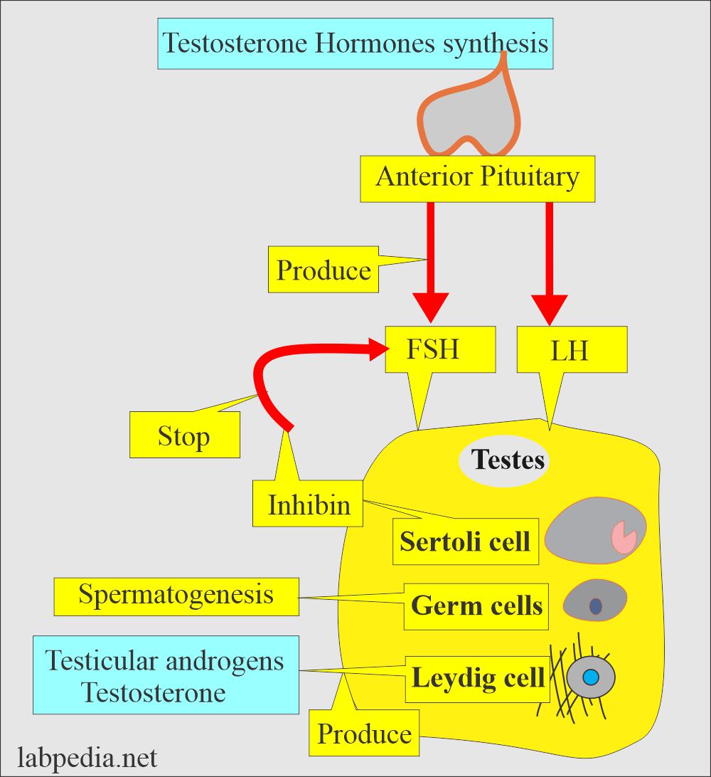 Testosterone Diagram