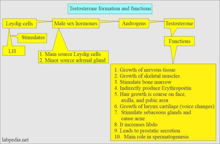 Testosterone Total and Free - Labpedia.net
