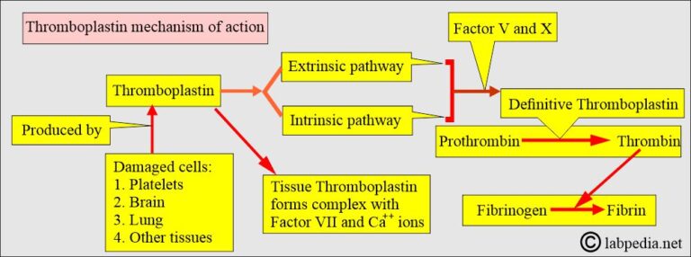 Blood coagulation factors and interpretations