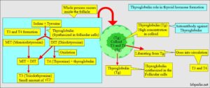 Tumor Marker:- Part 10 - Thyroglobulin (Tg) as Tumor marker - Labpedia.net