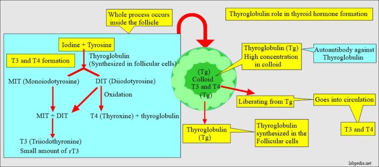 Anti-thyroglobulin antibody (Thyroid autoantibody) - Labpedia.net