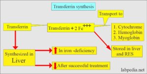 Transferrin, Acute Phase Protein - Labpedia.net