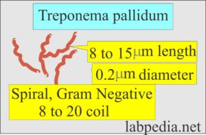 Syphilis:- Part 2 - VDRL (Venereal disease research laboratory test ...