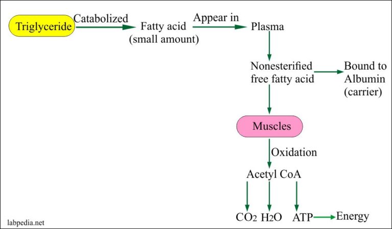Lipoprotein – Part 5 – Triglycerides (TG) – Labpedia.net