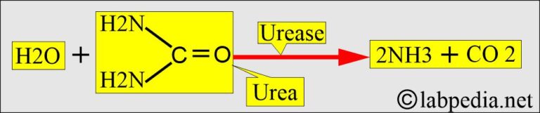 Blood Urea Nitrogen (BUN) or Urea Nitrogen, and Interpretations