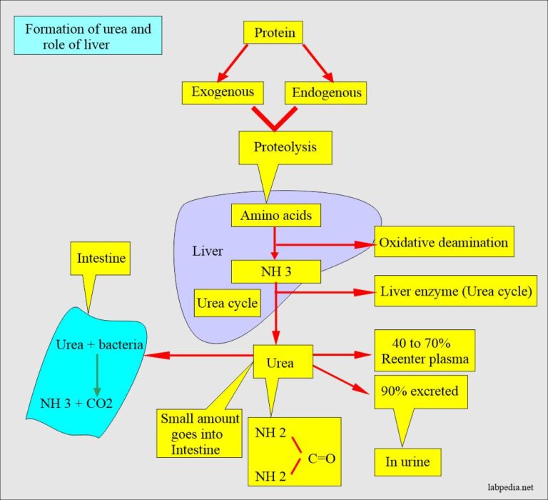 Urine 24 hours Urea, Urine Urea Nitrogen/24 Hours - Labpedia.net