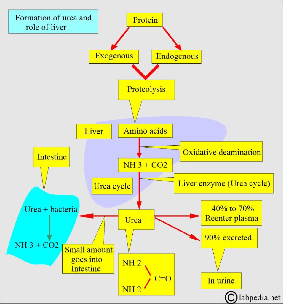 Blood Urea Nitrogen (BUN) or Urea Nitrogen, and Interpretations