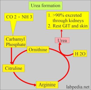 Urine 24 hours Urea, Urine Urea Nitrogen/24 Hours - Labpedia.net