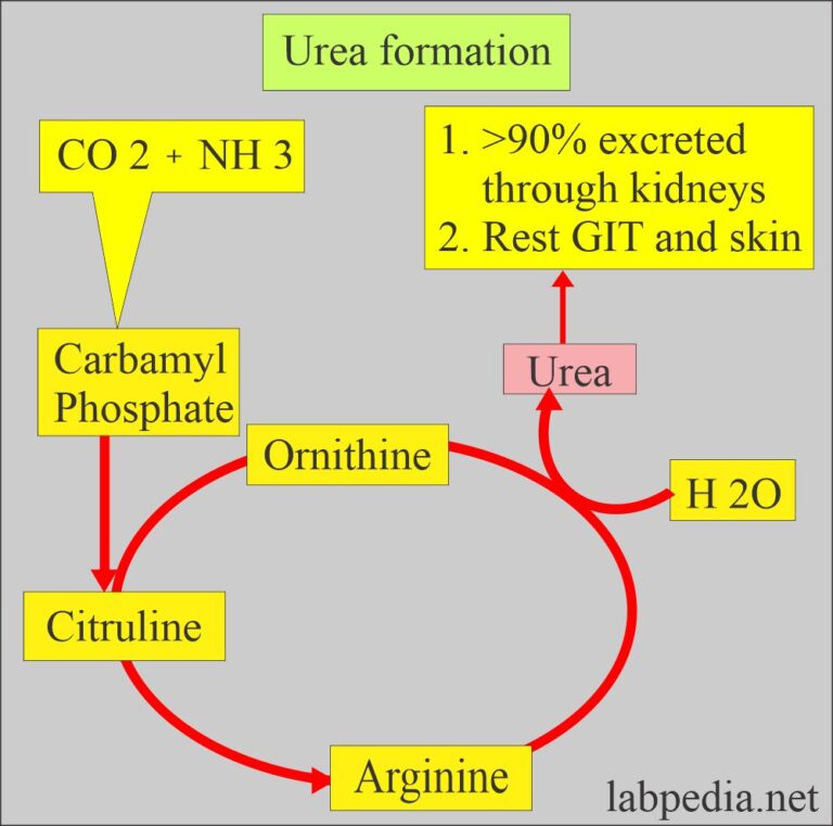 Urine 24 hours Urea, Urine Urea Nitrogen/24 Hours - Labpedia.net