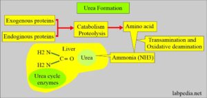 Urine 24 hours Urea, Urine Urea Nitrogen/24 Hours - Labpedia.net