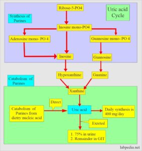 Uric acid, Blood Uric Acid - Labpedia.net