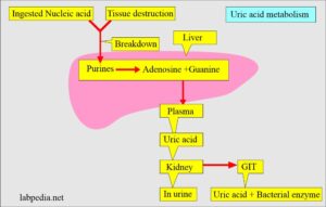 Uric acid Quantitative (24-Hours Urine), Uricosuria - Labpedia.net
